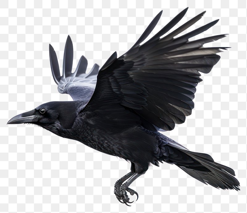 Crow PNG Images | Free Photos, PNG Stickers, Wallpapers & Backgrounds ...