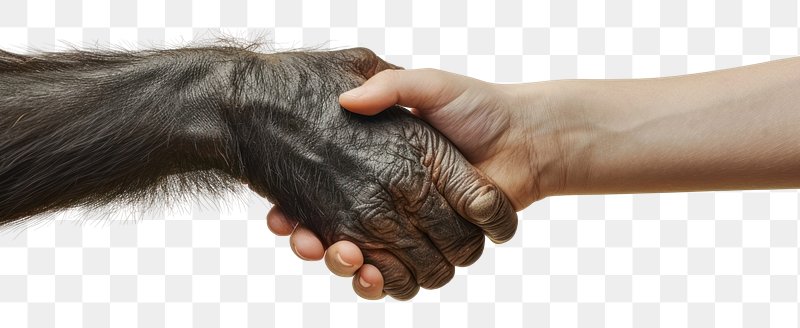 Monkey Transparent PNG Images | Free Photos, PNG Stickers, Wallpapers ...