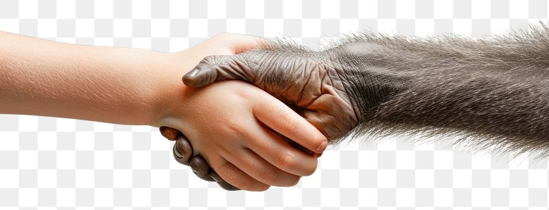 Monkey Transparent PNG Images | Free Photos, PNG Stickers, Wallpapers ...