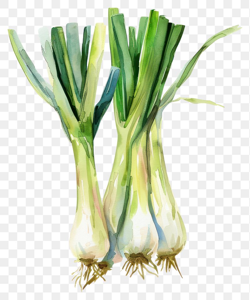 Leek Illustration Images | Free Photos, PNG Stickers, Wallpapers ...