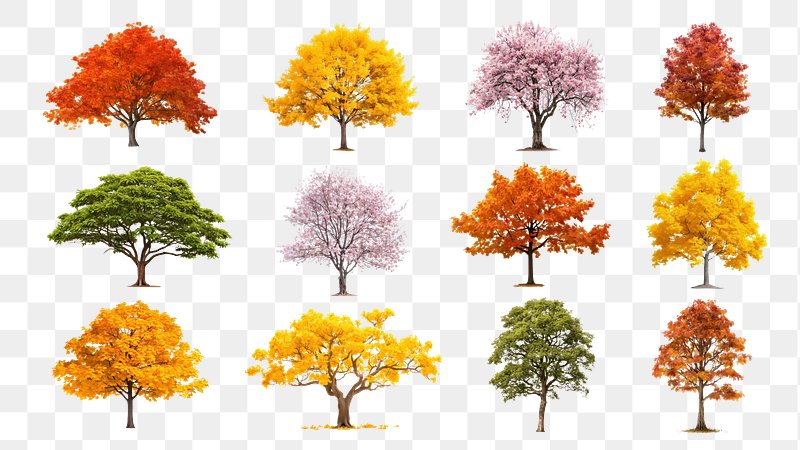 PNG Autumn tree set, transparent | Free PNG - rawpixel