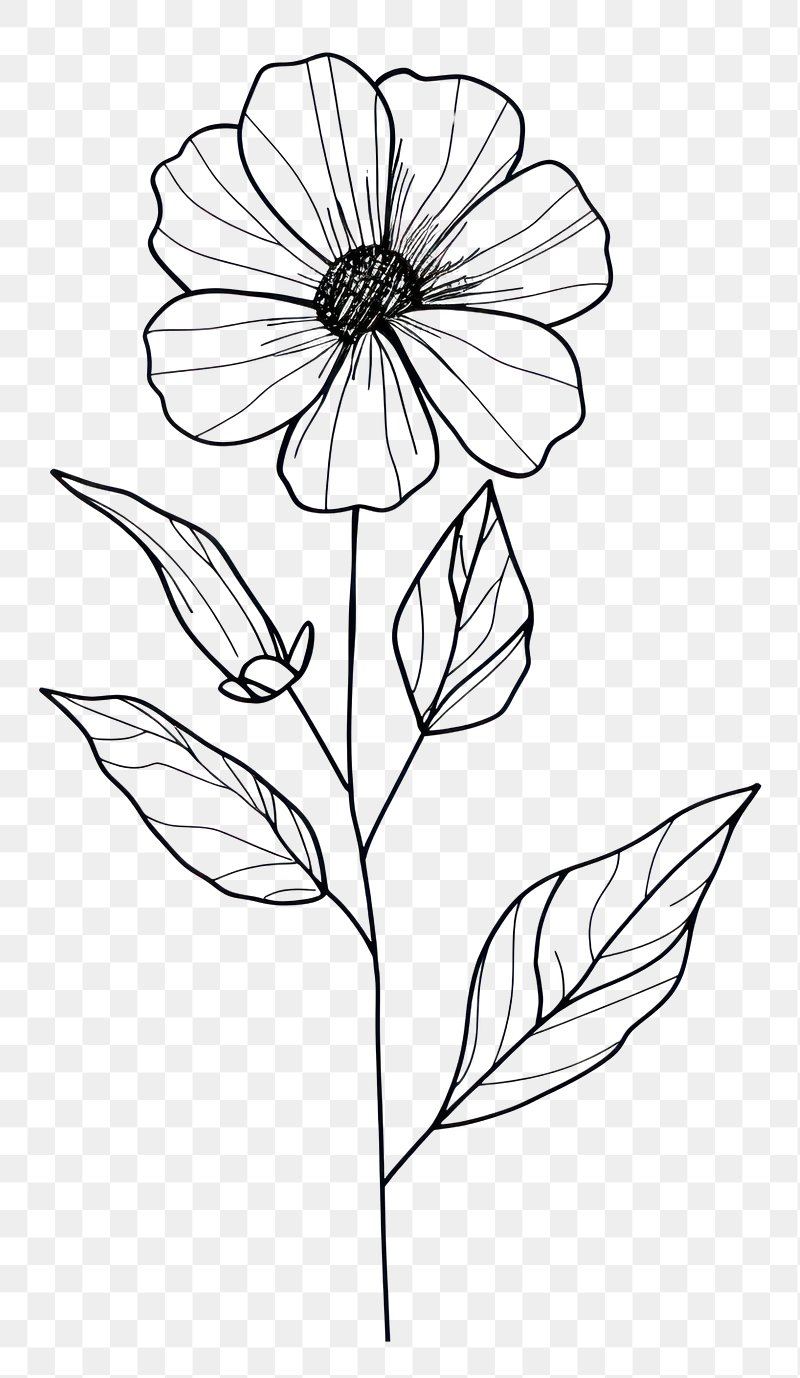 Flower Line Minimalist PNG Images | Free Photos, PNG Stickers ...