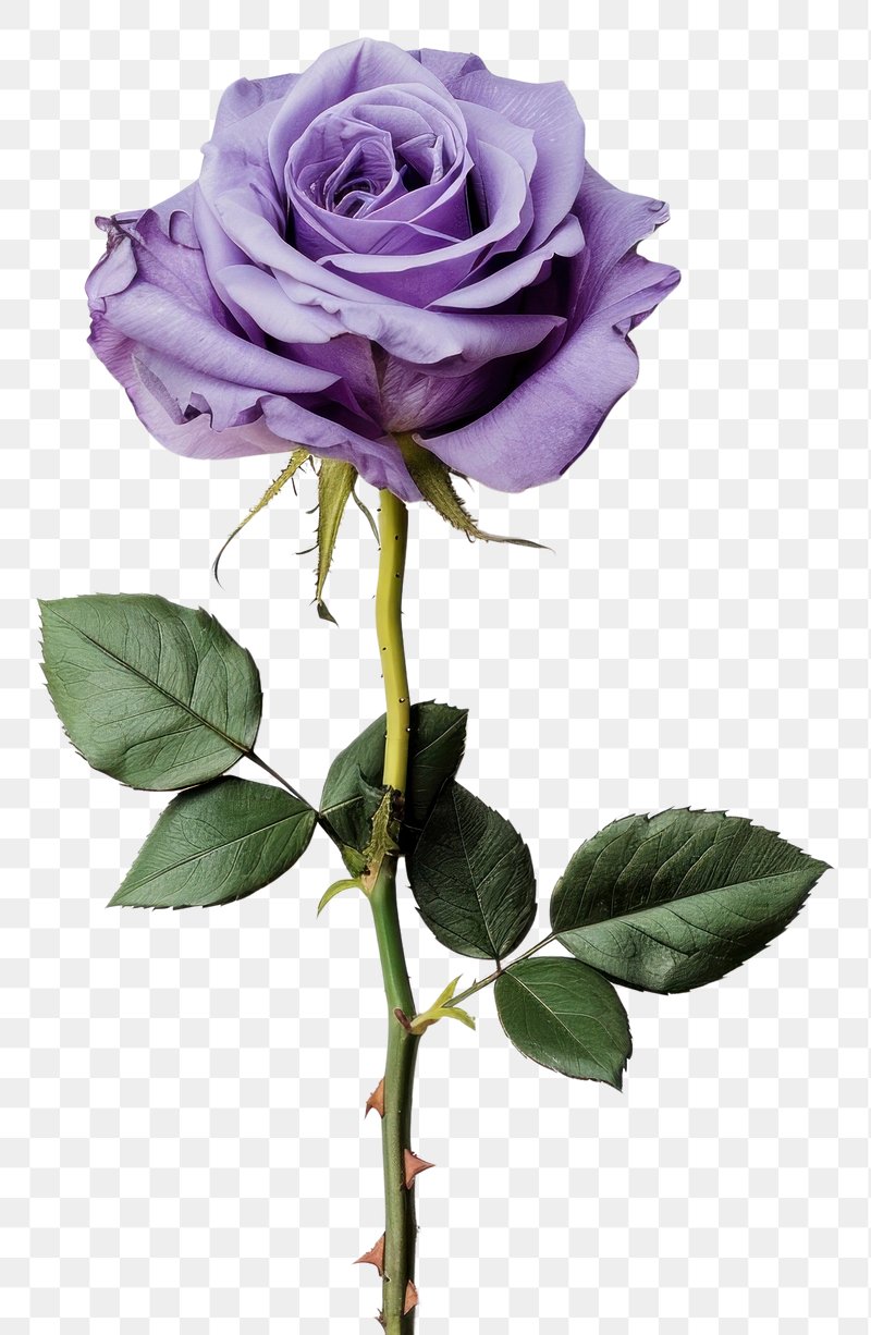 Violet Roses PNG Images | Free Photos, PNG Stickers, Wallpapers ...