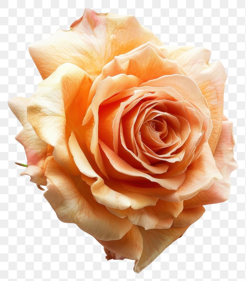 Peach Roses PNG Images | Free Photos, PNG Stickers, Wallpapers ...