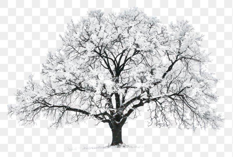 PNG Frosty winter trees border | Free PNG - rawpixel