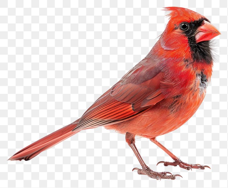 Cardinal PNG Images | Free Photos, PNG Stickers, Wallpapers ...
