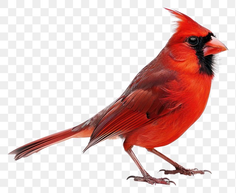 Cardinal PNG Images | Free Photos, PNG Stickers, Wallpapers ...