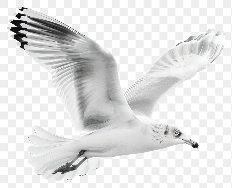 Seagull PNG Images | Free Photos, PNG Stickers, Wallpapers ...
