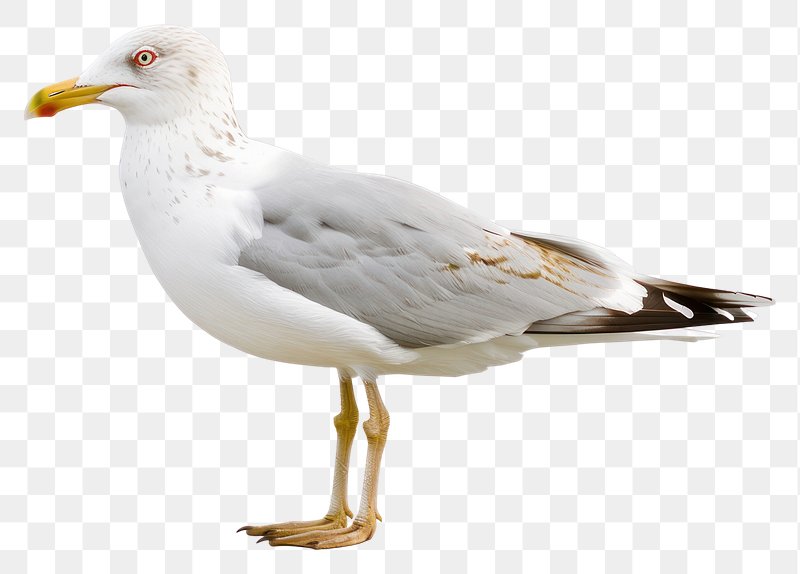 Seagull PNG Images | Free Photos, PNG Stickers, Wallpapers ...