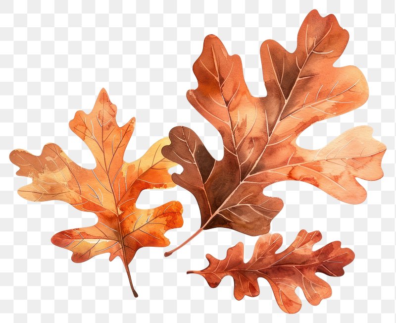 Hany Nut PNG Images | Free Photos, PNG Stickers, Wallpapers ...