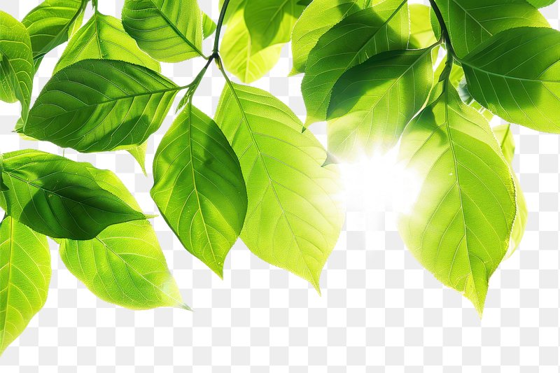 Sun Transparent Background Images | Free Photos, PNG Stickers ...