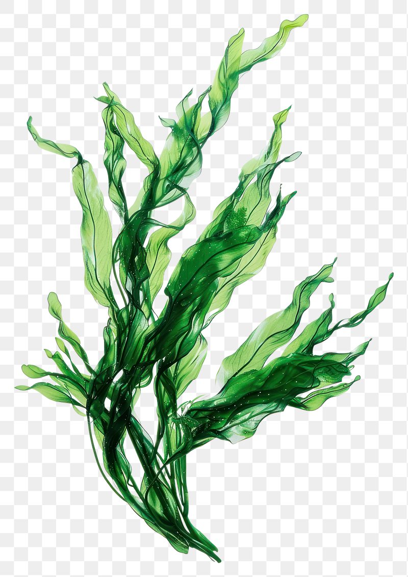 Seaweed PNG Images | Free Photos, PNG Stickers, Wallpapers ...