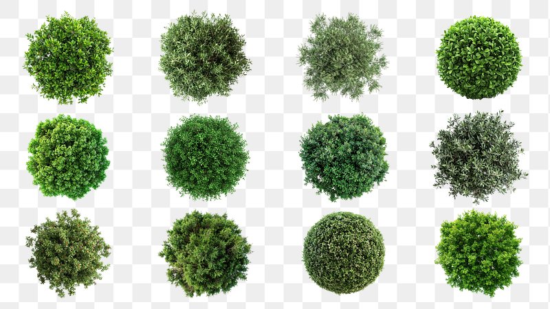 PNG top view tree design | Premium PNG - rawpixel