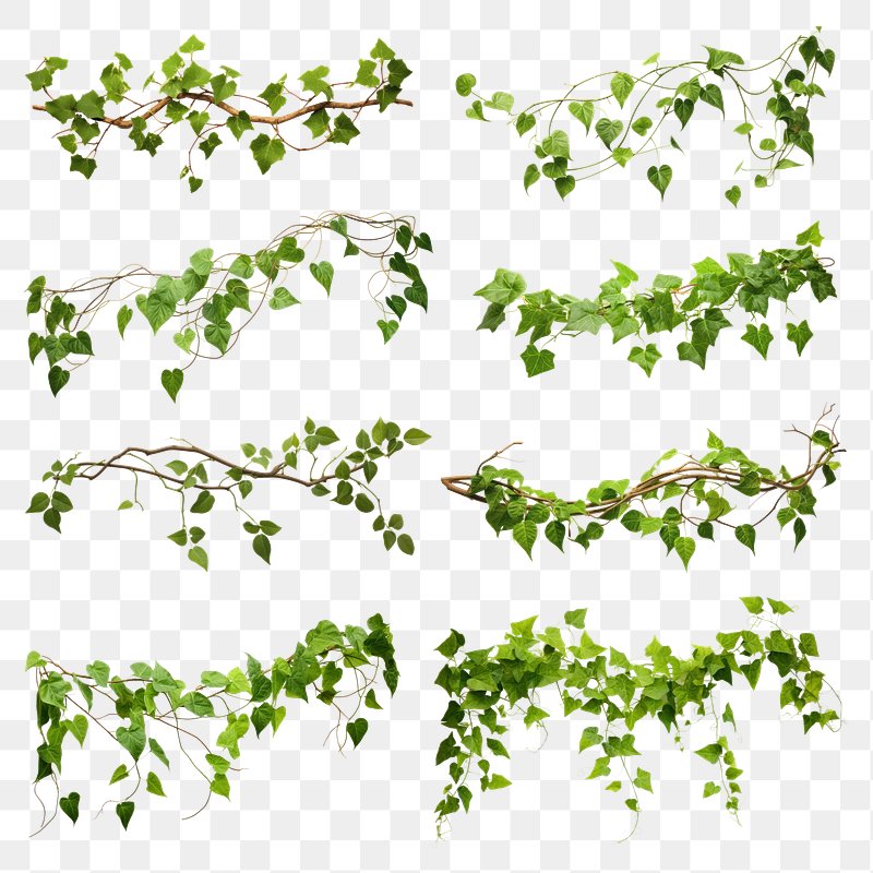Vines PNG Images | Free Photos, PNG Stickers, Wallpapers & Backgrounds ...