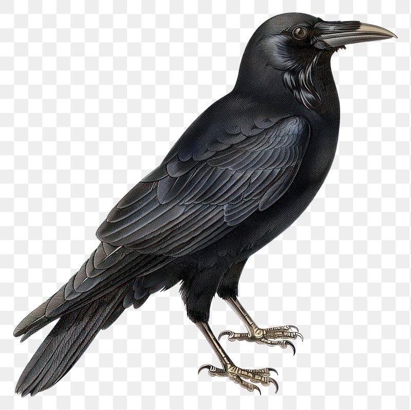 Raven PNG Images | Free Photos, PNG Stickers, Wallpapers & Backgrounds ...
