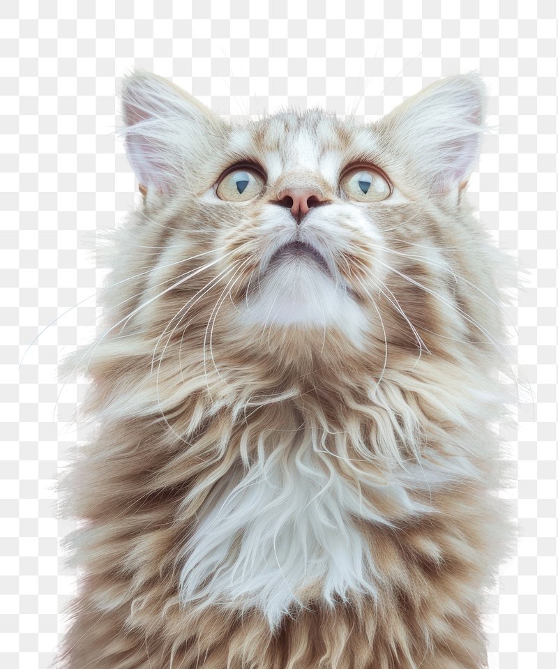 Pink Cat PNG Images | Free Photos, PNG Stickers, Wallpapers ...