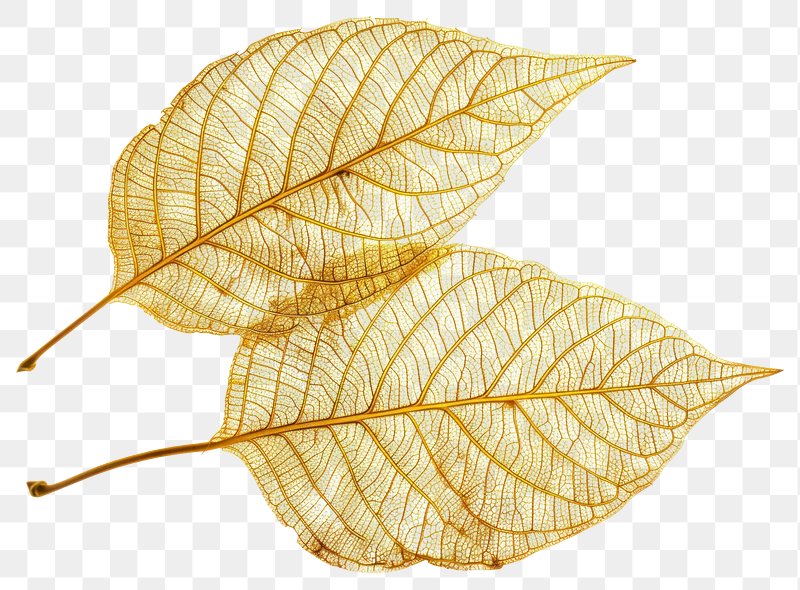 PNG Golden skeleton leaves art | Free PNG - rawpixel
