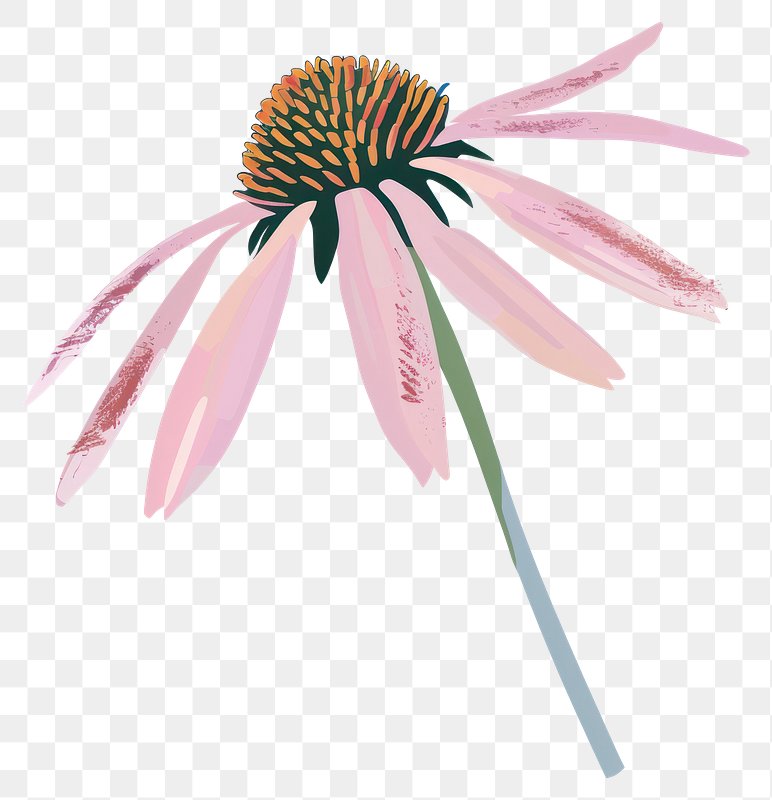 Coneflower Botanical Illustration Images | Free Photos, PNG Stickers ...