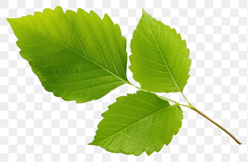 Hazel Images | Free Photos, PNG Stickers, Wallpapers & Backgrounds ...