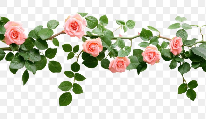 PNG Pink roses green vine | Free PNG - rawpixel