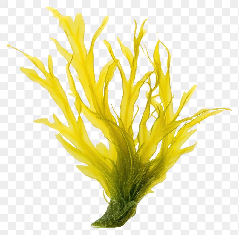 Seaweed PNG Images | Free Photos, PNG Stickers, Wallpapers ...