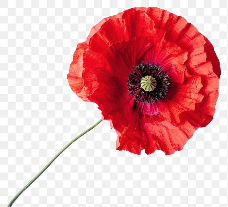 Red Poppy Flower Transparent Background Images | Free Photos, PNG ...