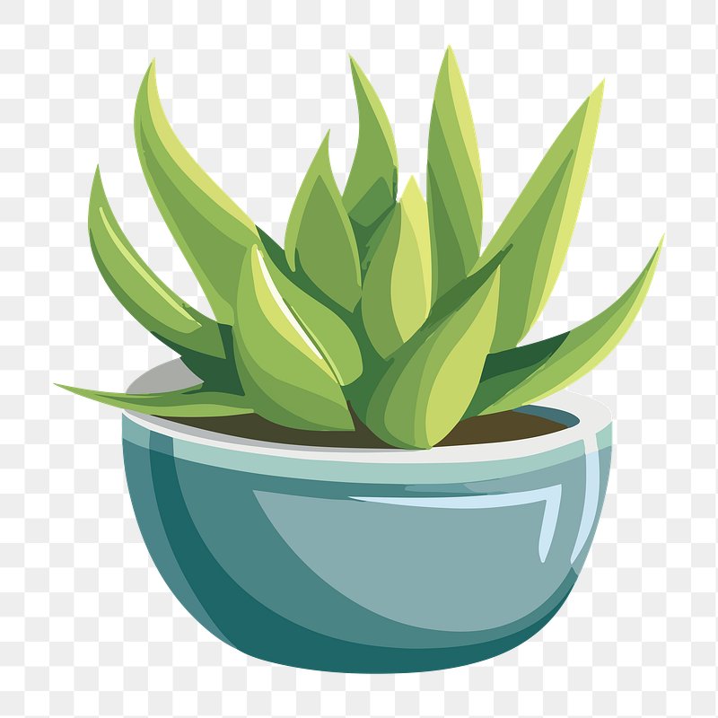 Aloe PNG Images | Free Photos, PNG Stickers, Wallpapers & Backgrounds ...