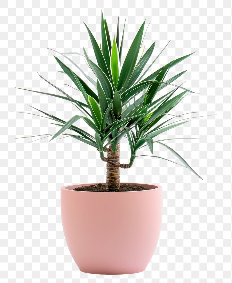 Real Palm PNG Images | Free Photos, PNG Stickers, Wallpapers ...