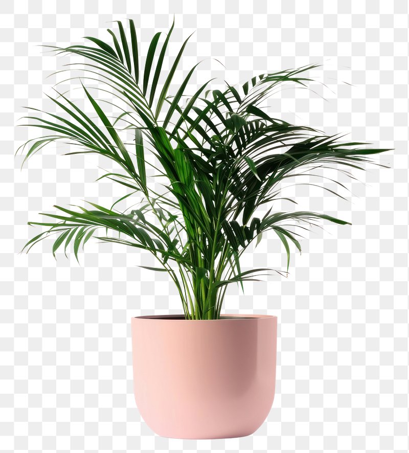 Real Palm PNG Images | Free Photos, PNG Stickers, Wallpapers ...