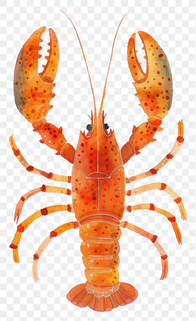 Lobster PNG Images | Free Photos, PNG Stickers, Wallpapers ...