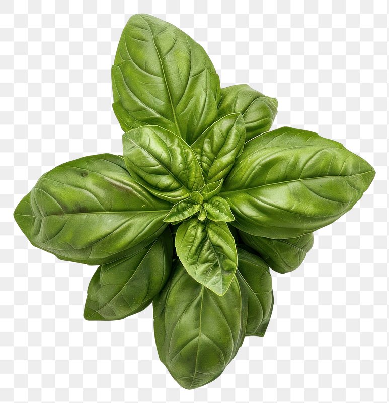 Basil Plants Images | Free Photos, PNG Stickers, Wallpapers ...