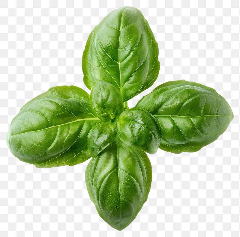 Basil Plants Images | Free Photos, PNG Stickers, Wallpapers ...
