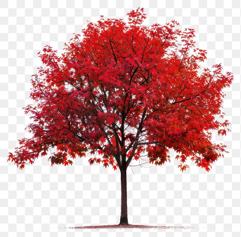 Maple Background Images | Free Photos, PNG Stickers, Wallpapers ...