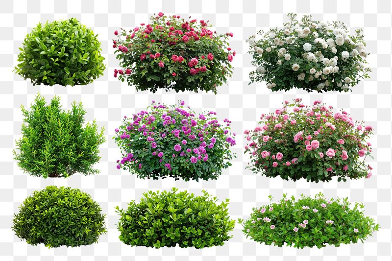 Shrubbery Bush Images | Download Free Design Resources on rawpixel
