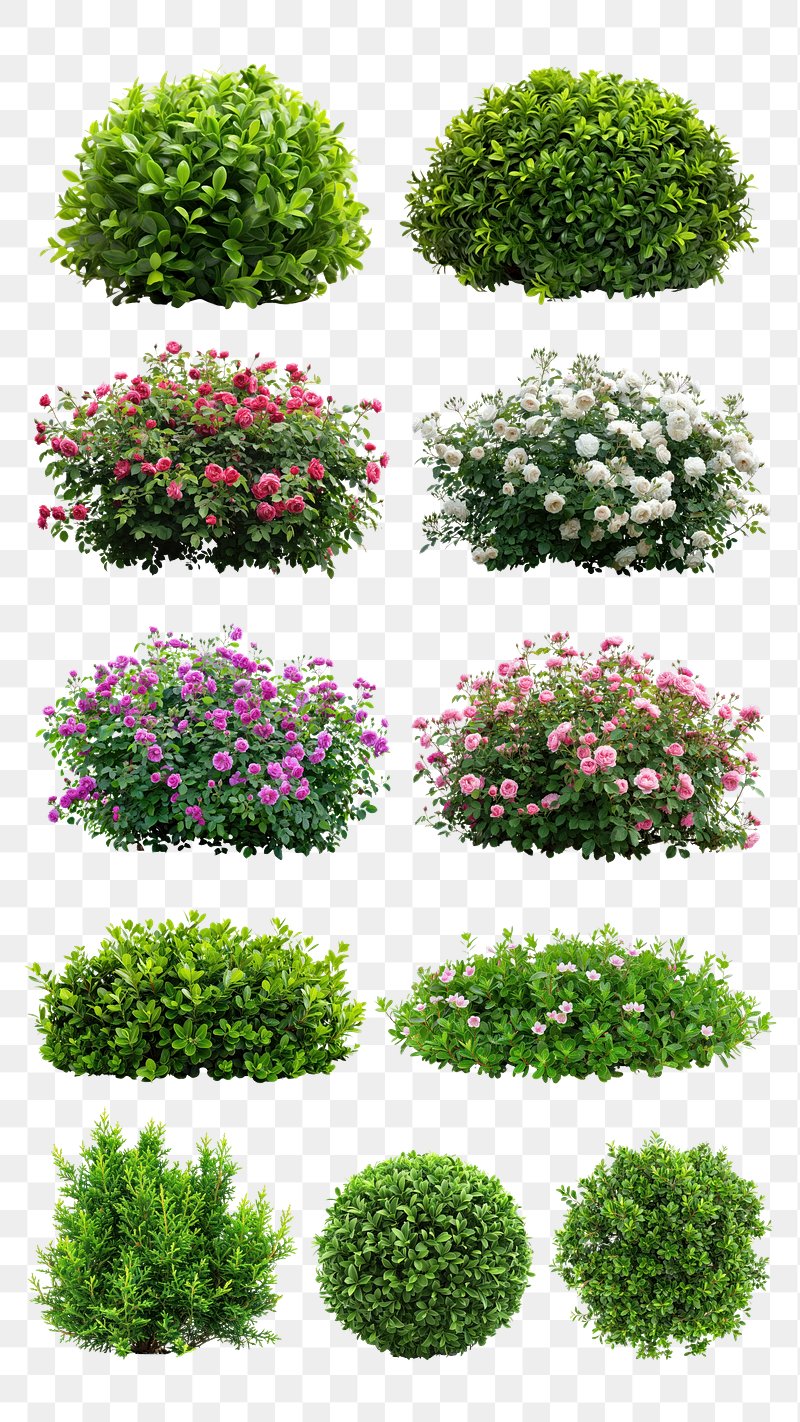 PNG flower bush design element | Premium PNG - rawpixel