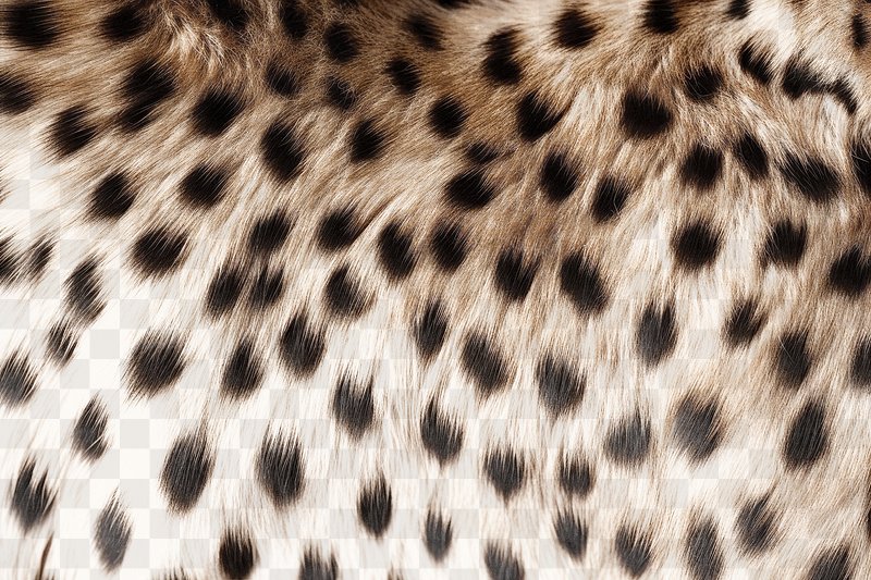Leopard Print Background Images | Free Photos, PNG Stickers, Wallpapers ...