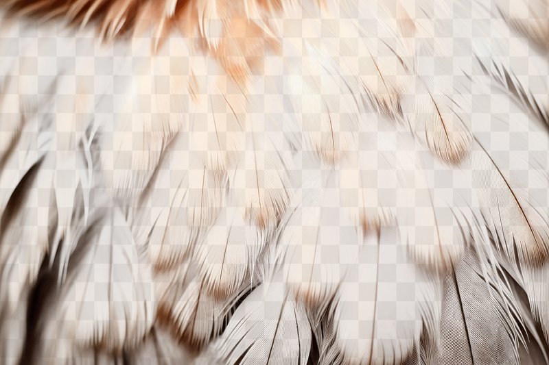 Transparent Feather Texture Images | Free Photos, PNG Stickers ...