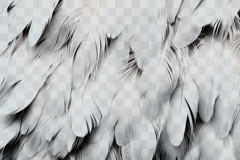Transparent Feather Texture Images | Free Photos, PNG Stickers ...