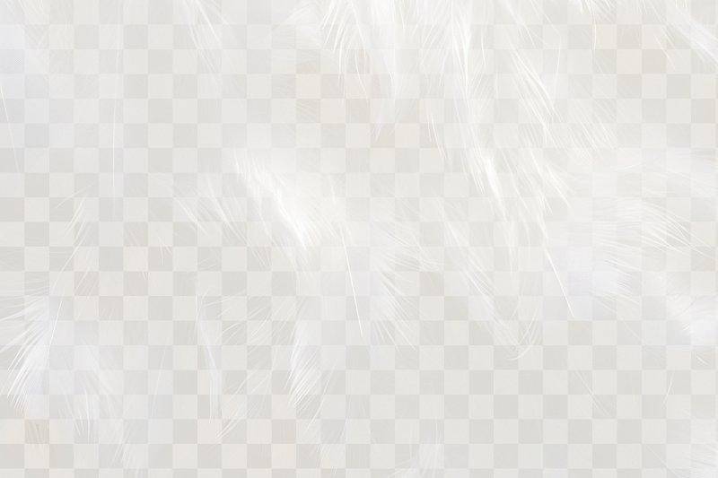 Transparent Feather Texture Images | Free Photos, PNG Stickers ...