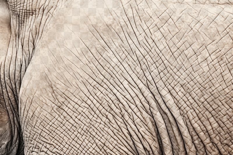 Skin Texture Images | Free Photos, PNG Stickers, Wallpapers ...