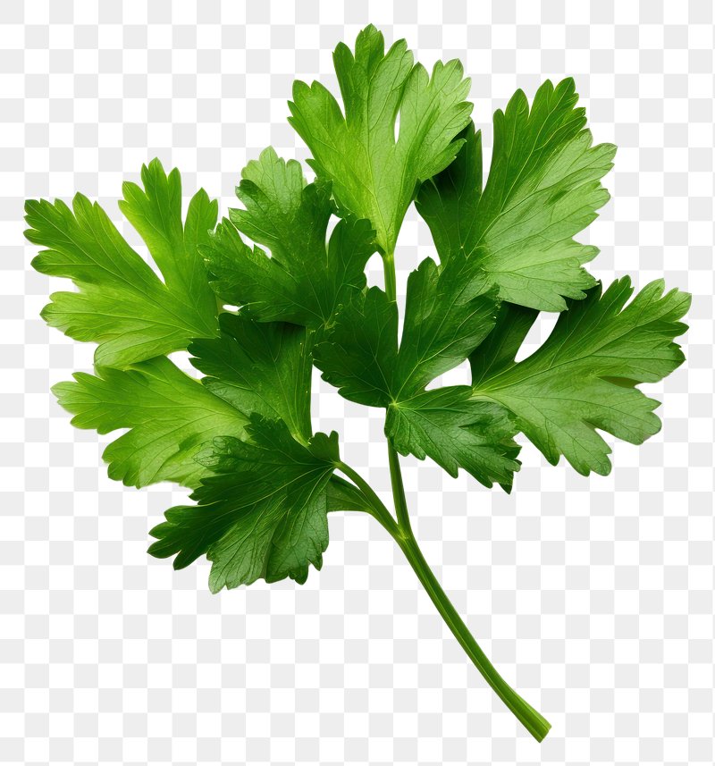Parsley PNG Images | Free Photos, PNG Stickers, Wallpapers ...