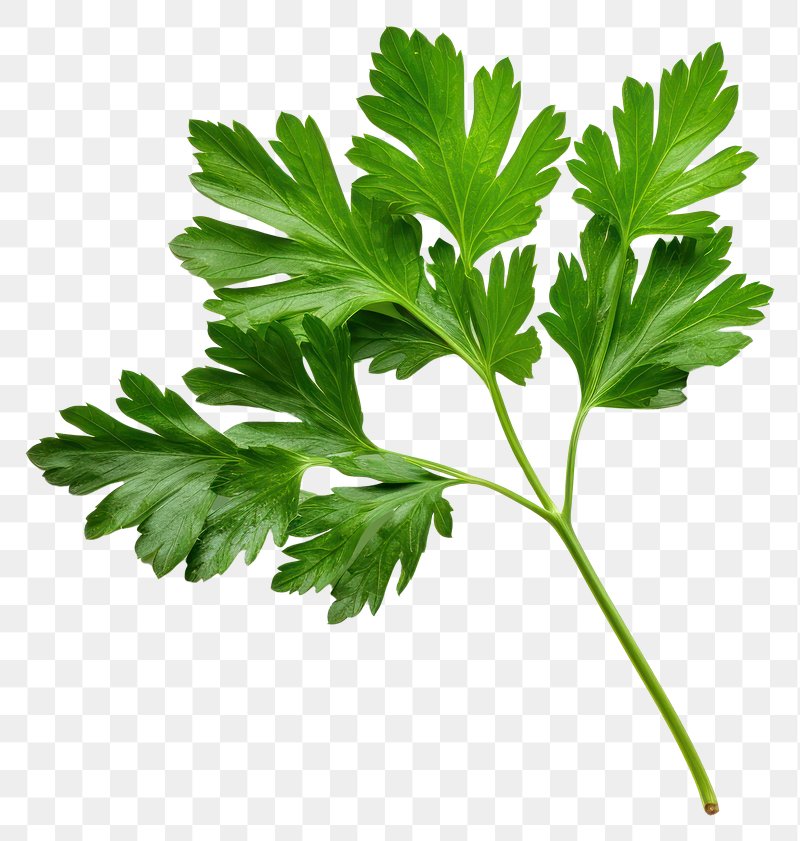 Parsley PNG Images | Free Photos, PNG Stickers, Wallpapers ...