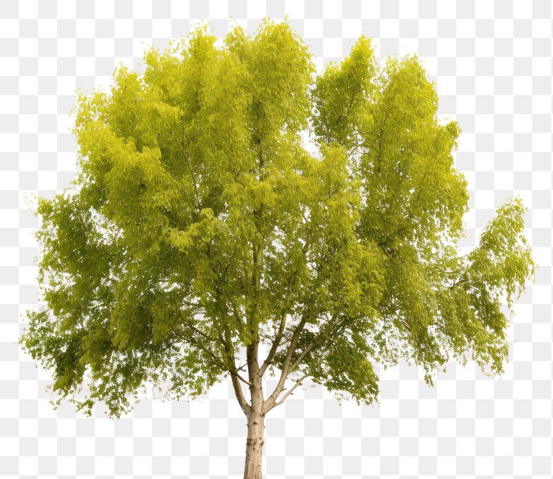 Populus Illustration Images | Free Photos, PNG Stickers, Wallpapers ...