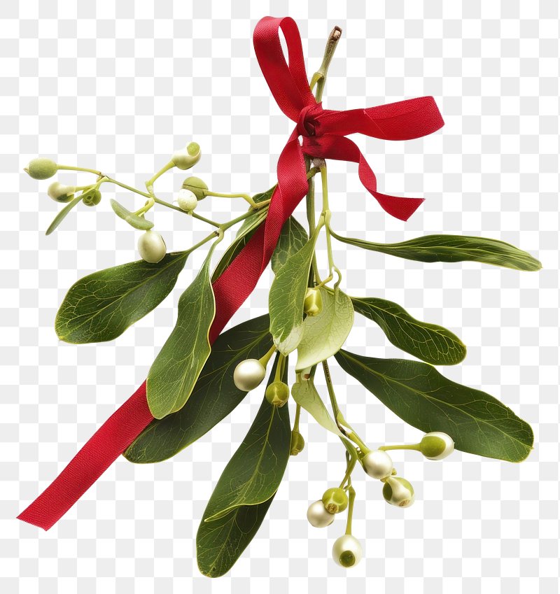 Mistletoe Images | Free Photos, HD Wallpapers, PNGs, Vectors ...