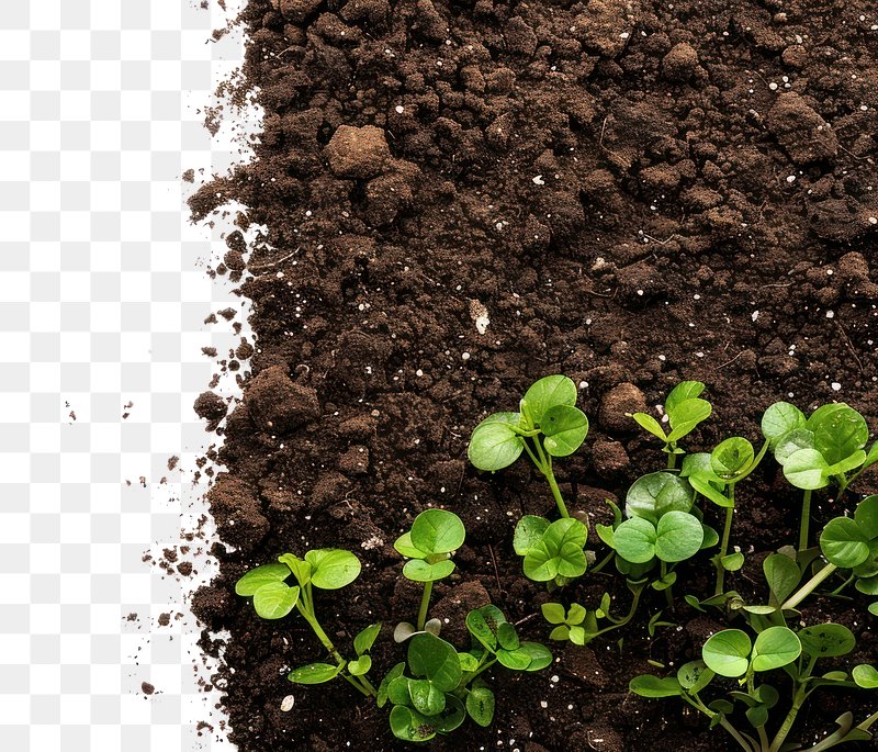 Seedlings PNG Images | Free Photos, PNG Stickers, Wallpapers ...