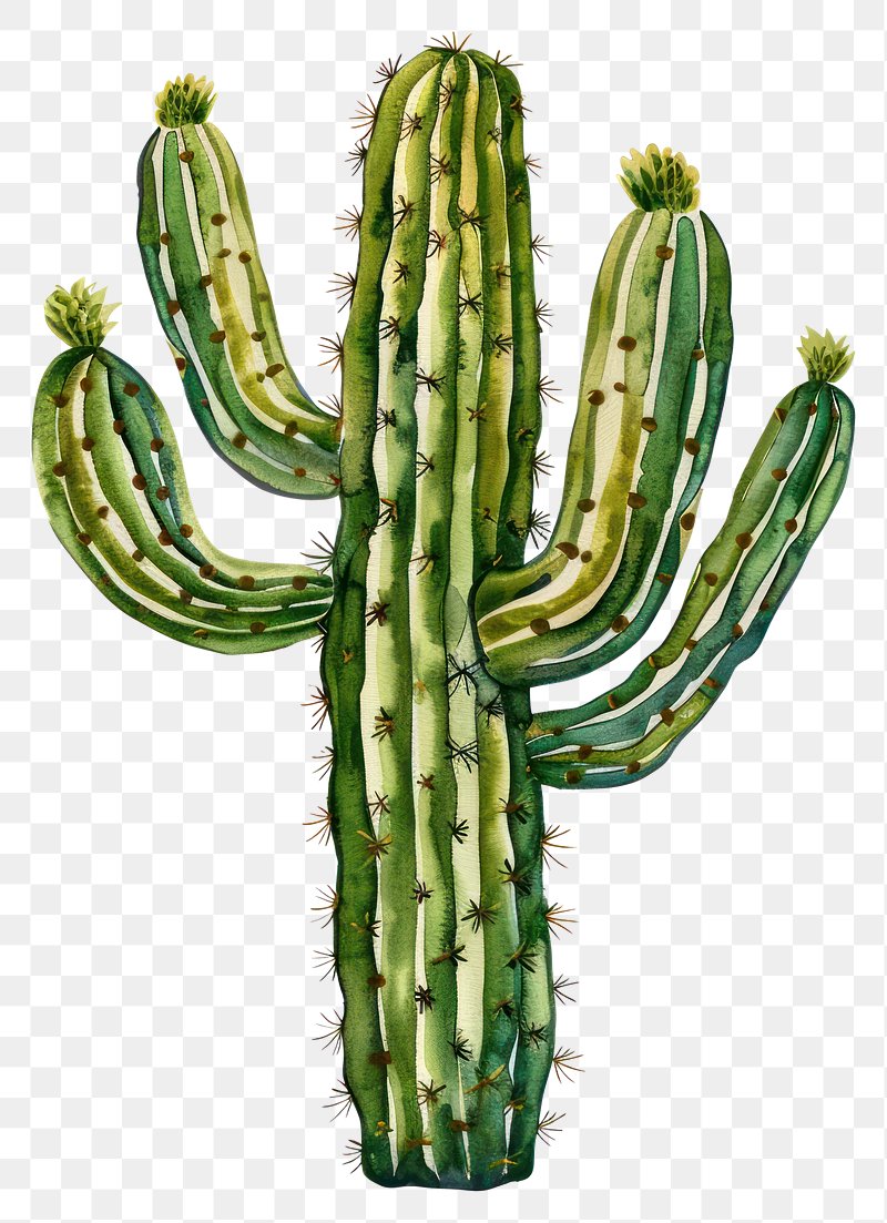 Cactus Drawing PNG Images | Free Photos, PNG Stickers, Wallpapers ...