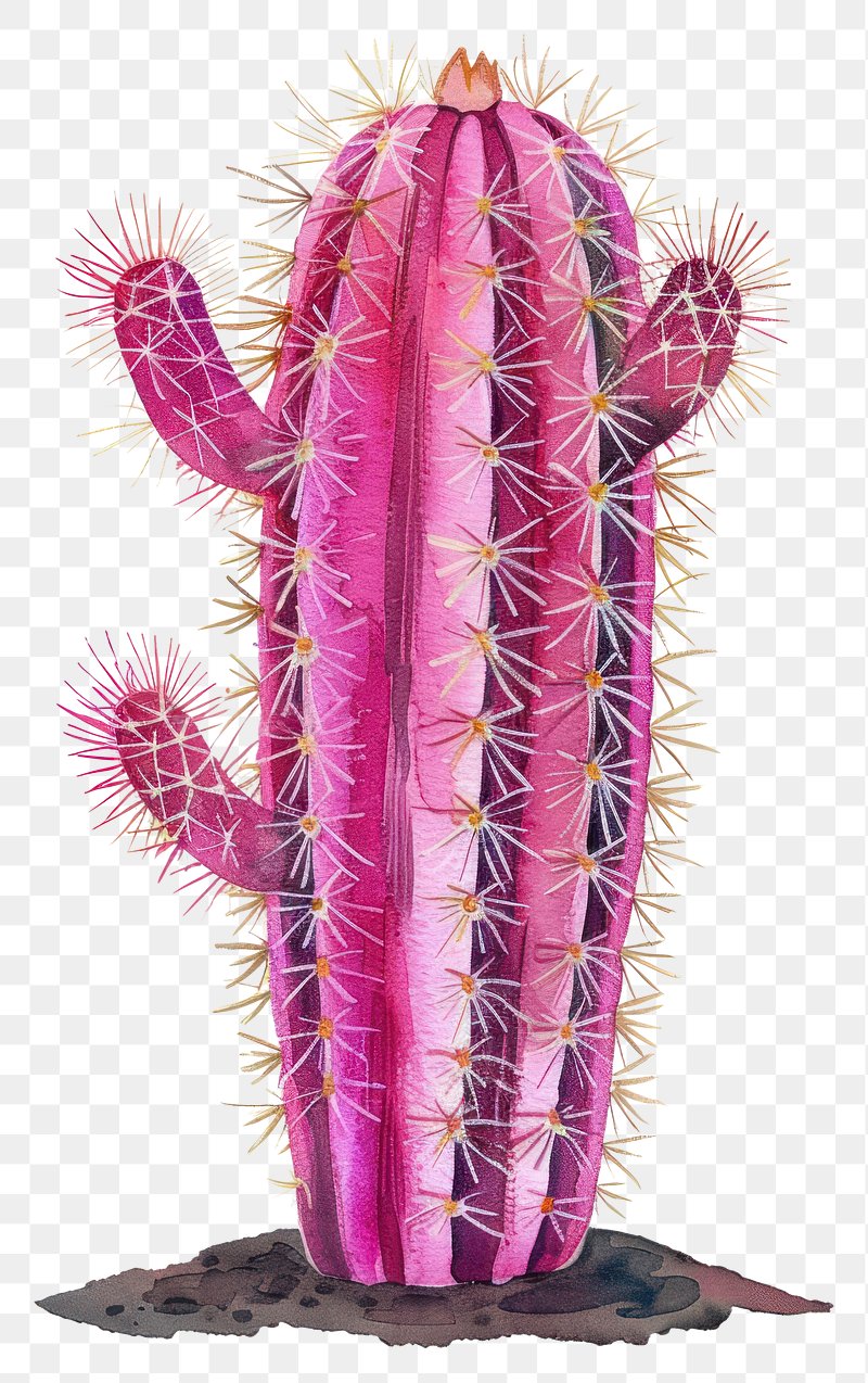 Cactus Drawing PNG Images | Free Photos, PNG Stickers, Wallpapers ...