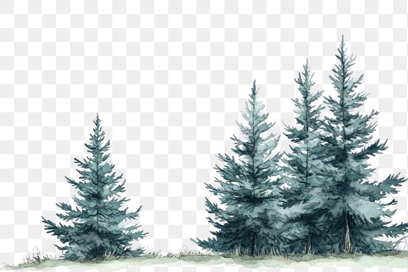 Spruce Tree Images | Free Photos, PNG Stickers, Wallpapers ...