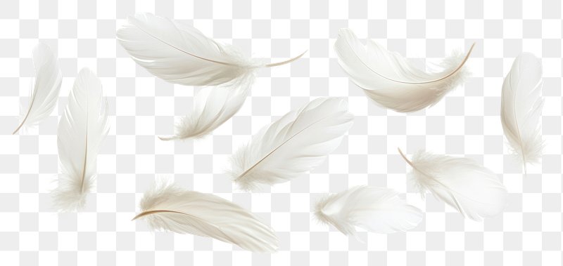 PNG Real white feathers border | Free PNG - rawpixel
