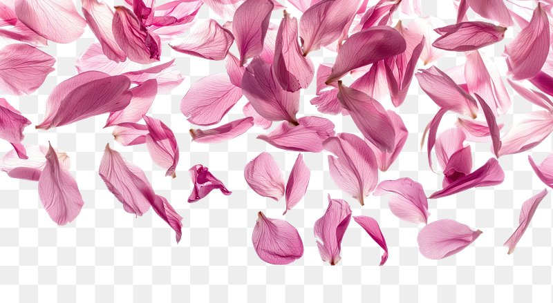 Beautiful Photos Transparent Background Design Images | Free Photos ...